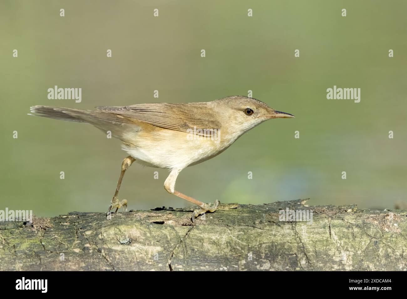 Common Reed Warbler, Acrocephalus scirpaceus, single adult standing on ...