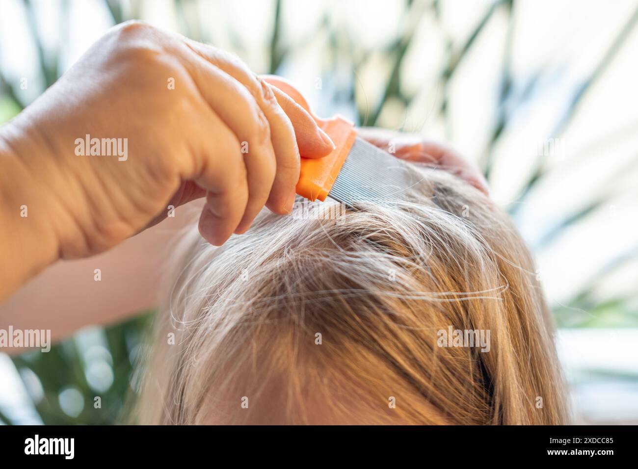 Infes hi-res stock photography and images - Alamy