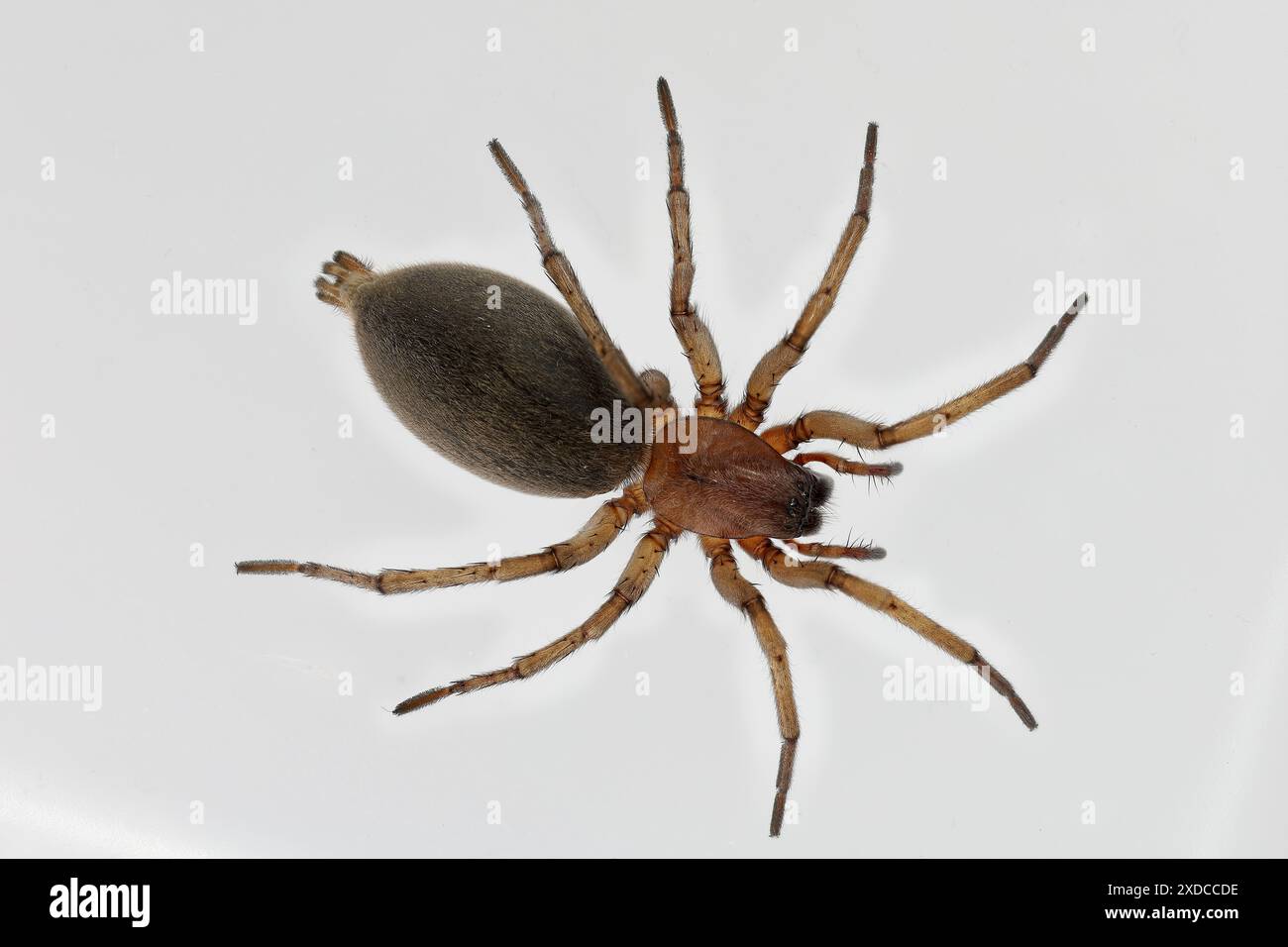 Macro photo of living spider Drassodes cupreus on light background ...
