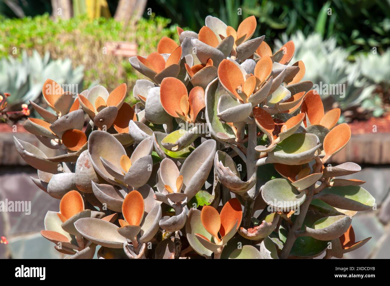 Copper spoons plant hi-res stock photography and images - Alamy