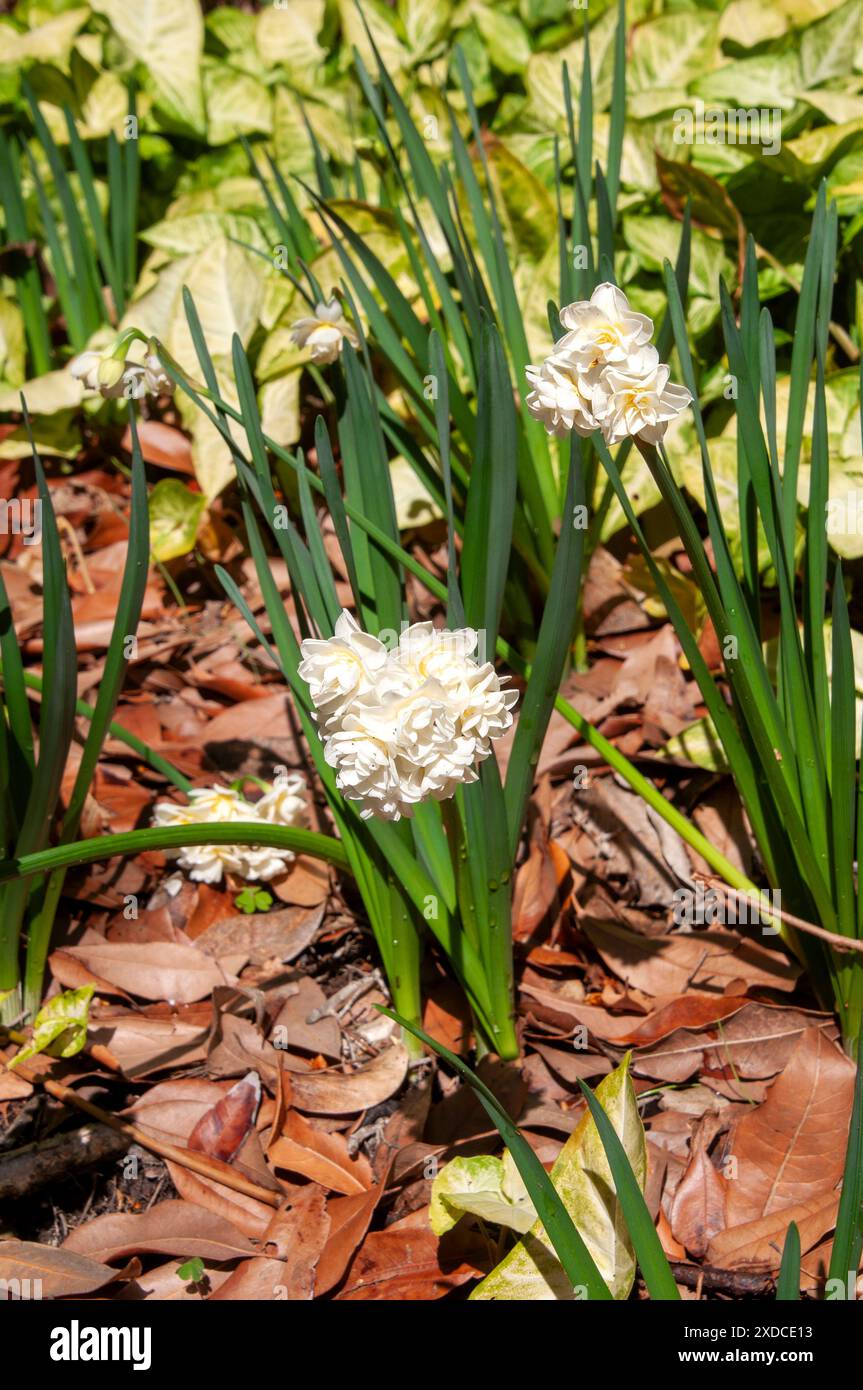 Sydney Australia, white flowering hyacinthus orientalis in garden Stock ...