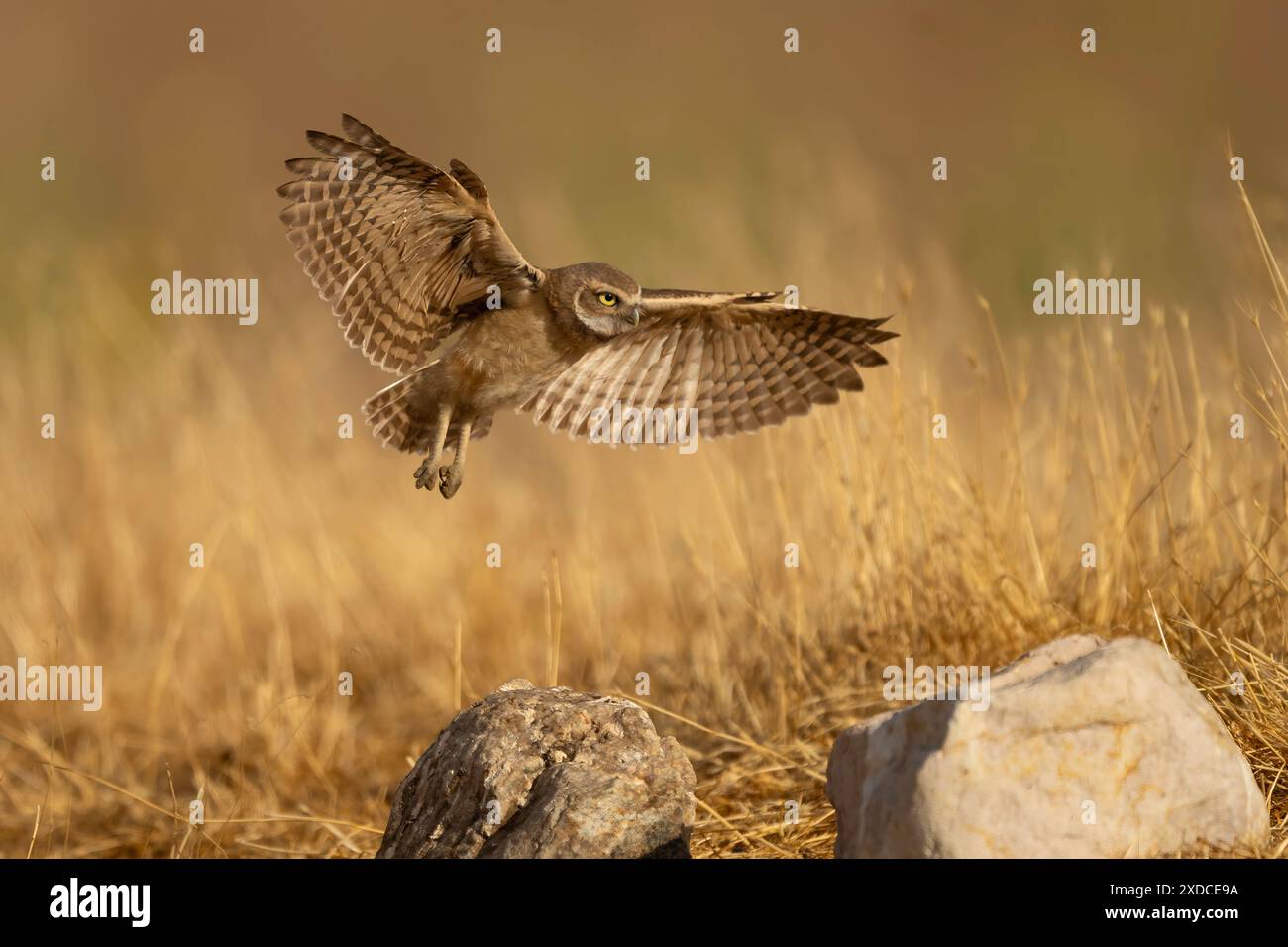 Owl burrowing hi-res stock photography and images - Alamy