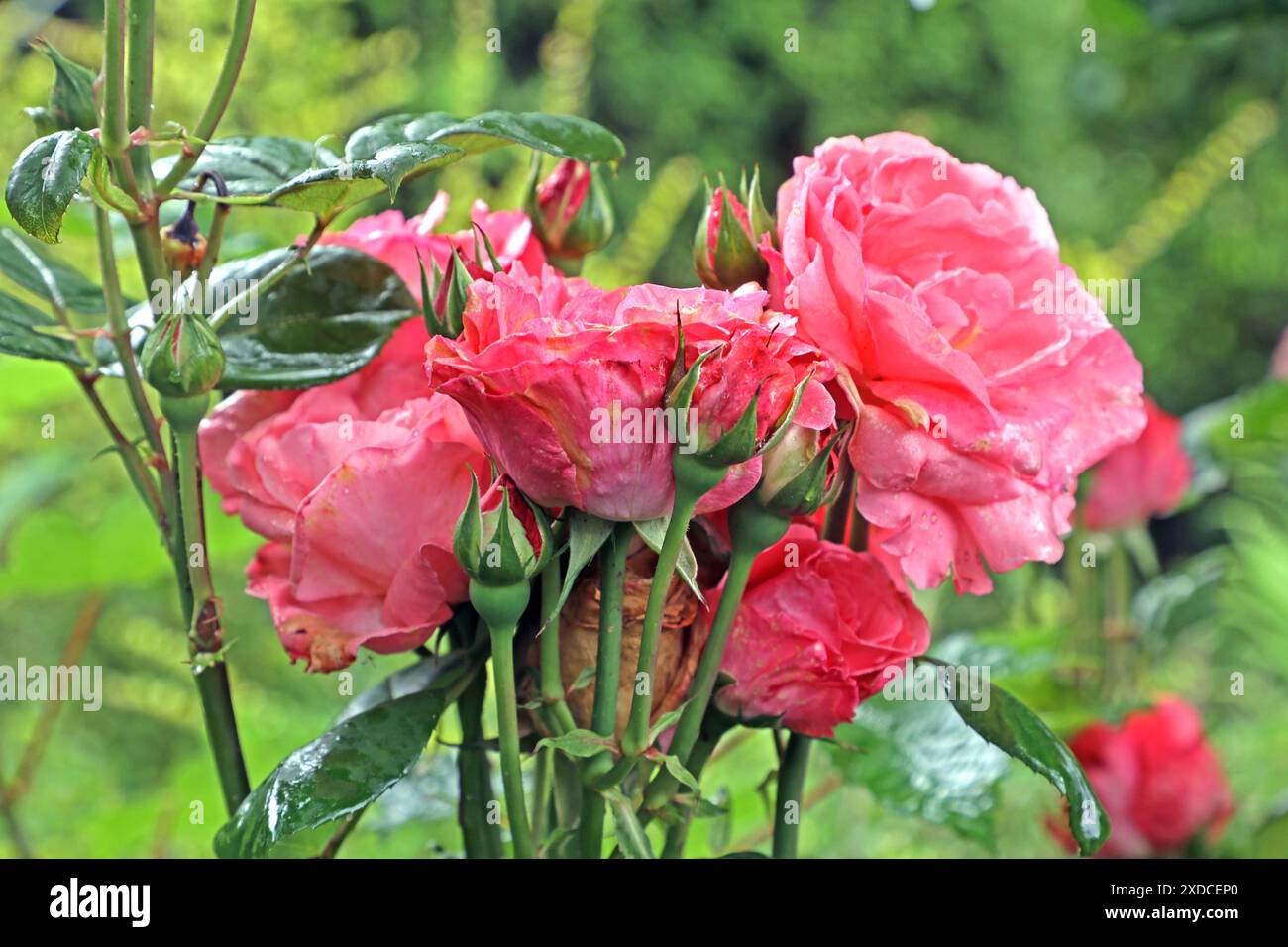 Rosen in Hausgärten Rosafarbene Gartenrosen blühen zur Sommerzeit im ...
