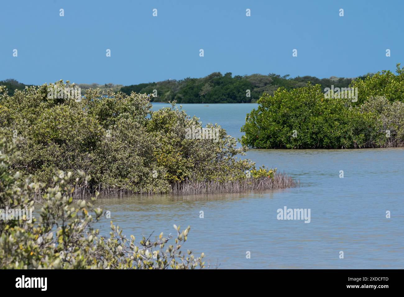 Scene of a beautiful mangrove swamp in Yucatan, Mexico Stock Photo - Alamy