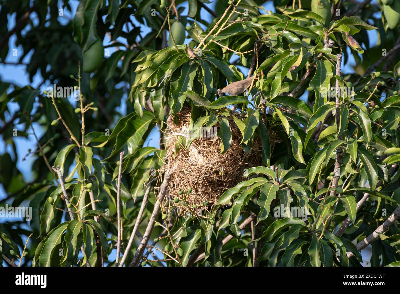 Close-up shot of a bird's nest hanging from a tree branch among the ...