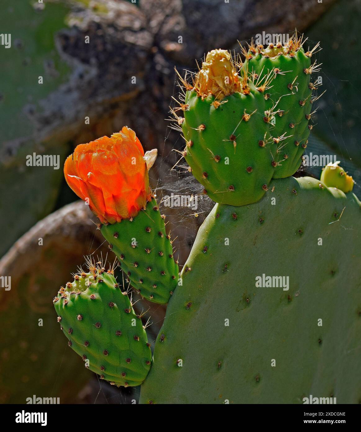 cactus blossom at Quarry Lakes Regional Recreation Area, Fremont ...