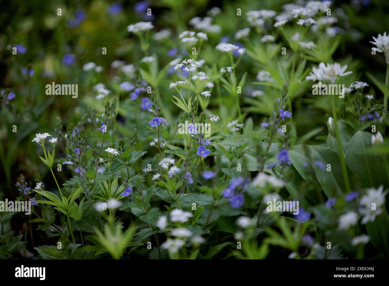 Small wildflowers grow in the meadow. white flowers of Galium odoratum ...