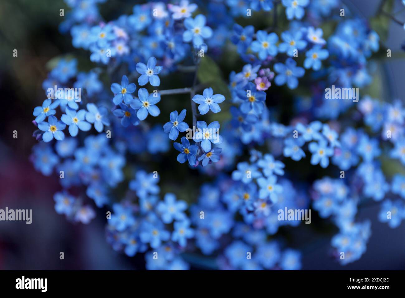 Blue little forget me not flowers. Forget-me-nots, Myosotis sylvatica ...