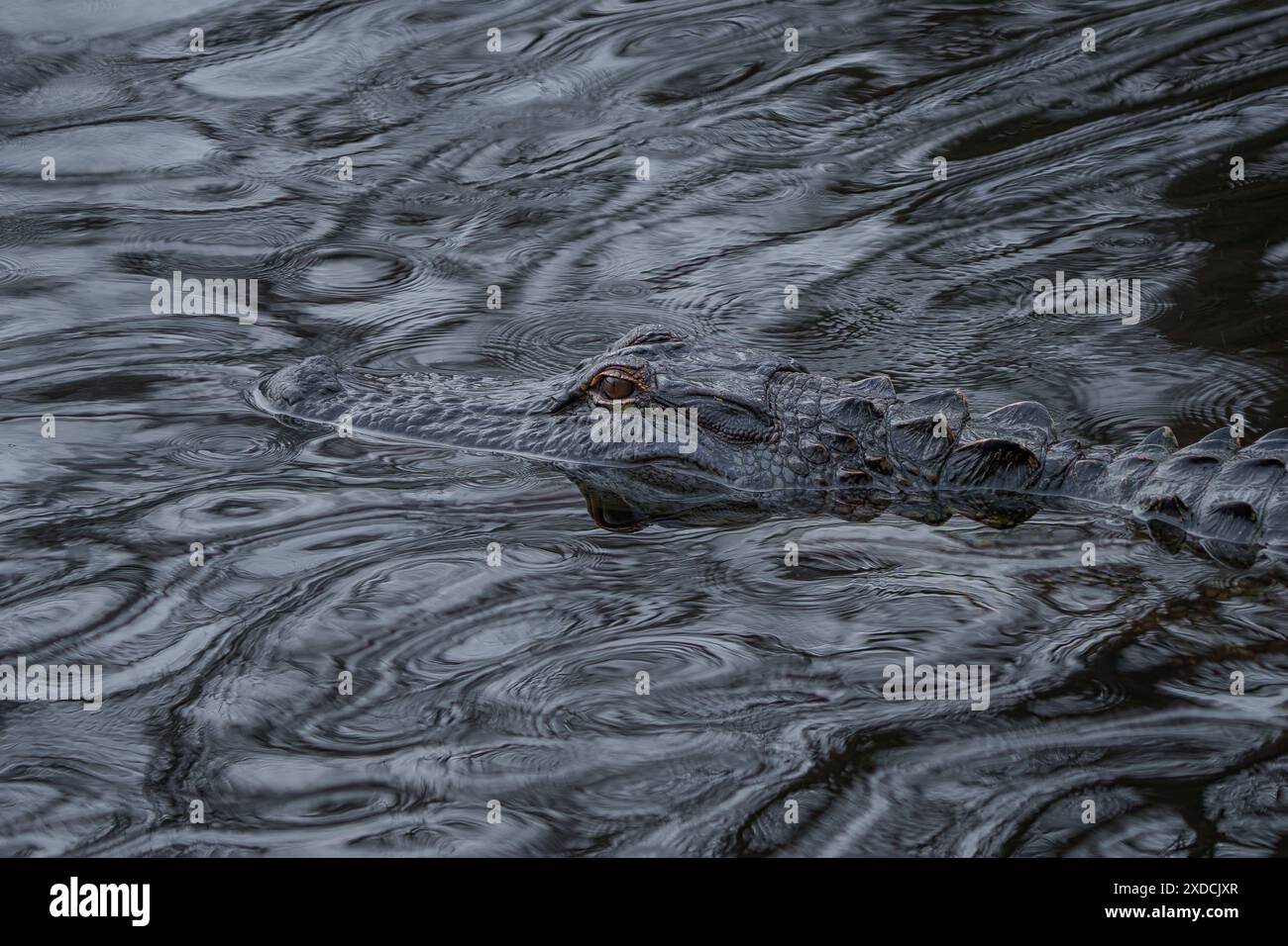 Scary gator hi-res stock photography and images - Alamy