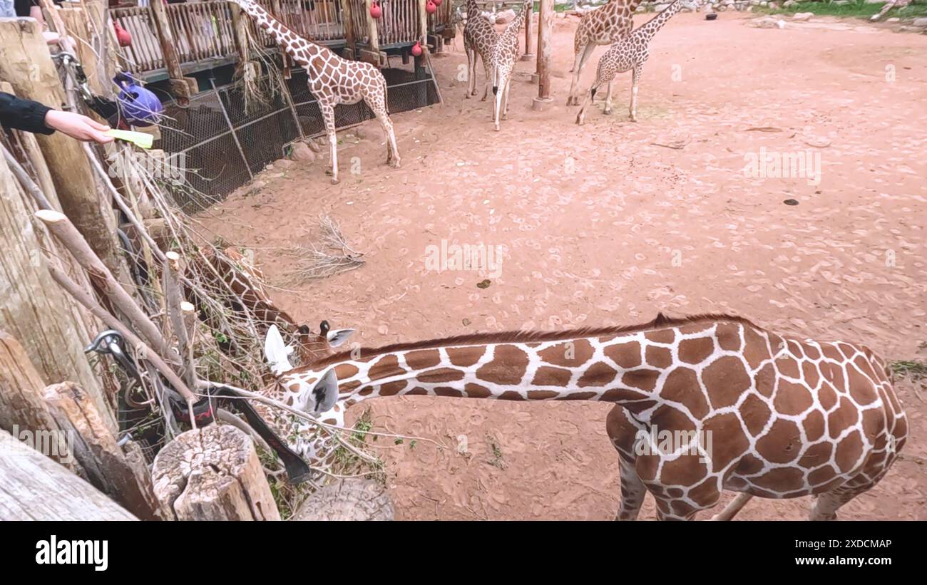 Interactive Zoo Experience in Colorado Springs, Colorado Featuring ...