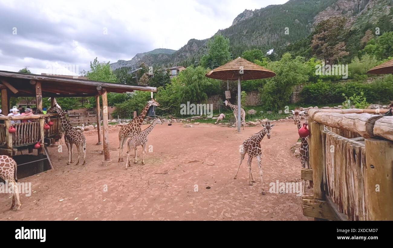 Interactive Zoo Experience in Colorado Springs, Colorado Featuring ...