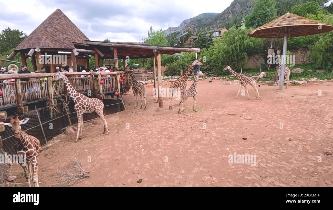 Interactive Zoo Experience in Colorado Springs, Colorado Featuring ...