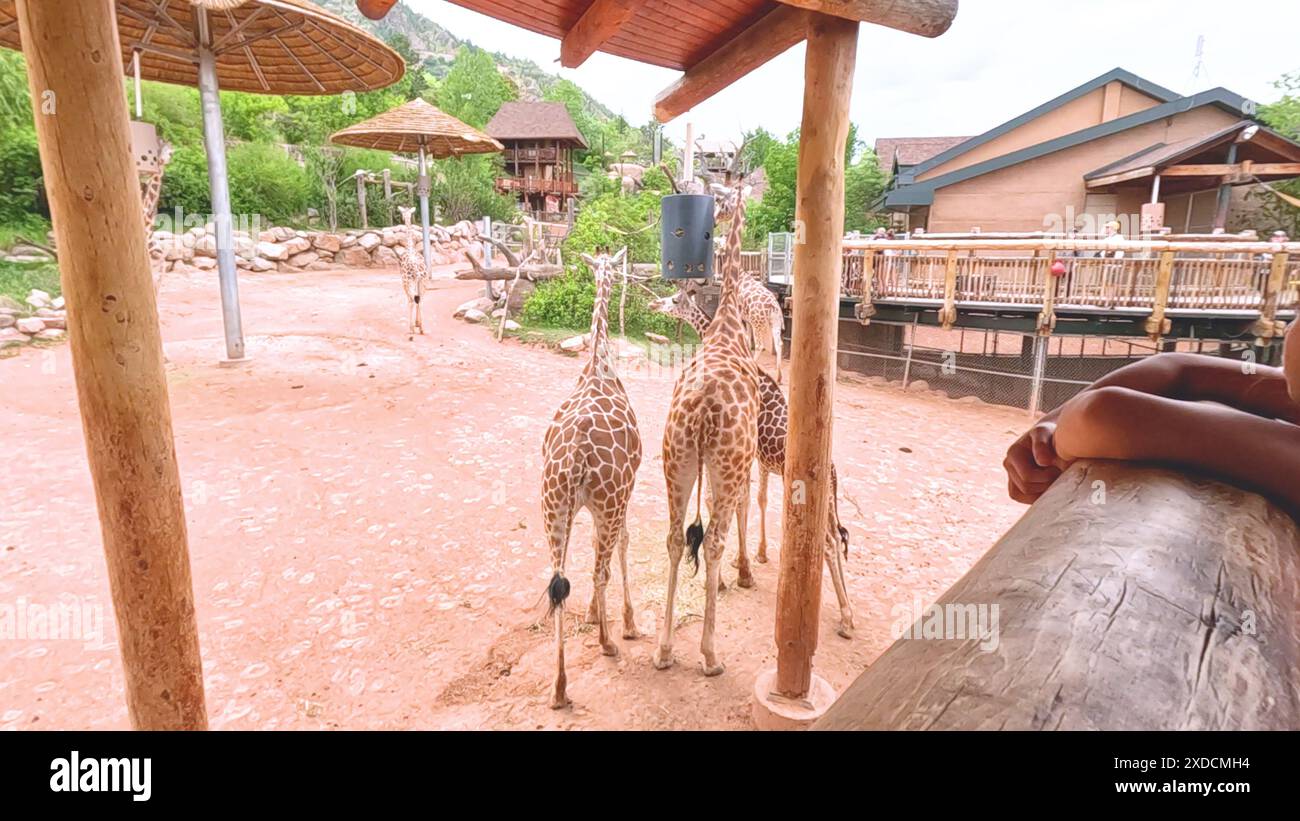 Interactive Zoo Experience in Colorado Springs, Colorado Featuring ...