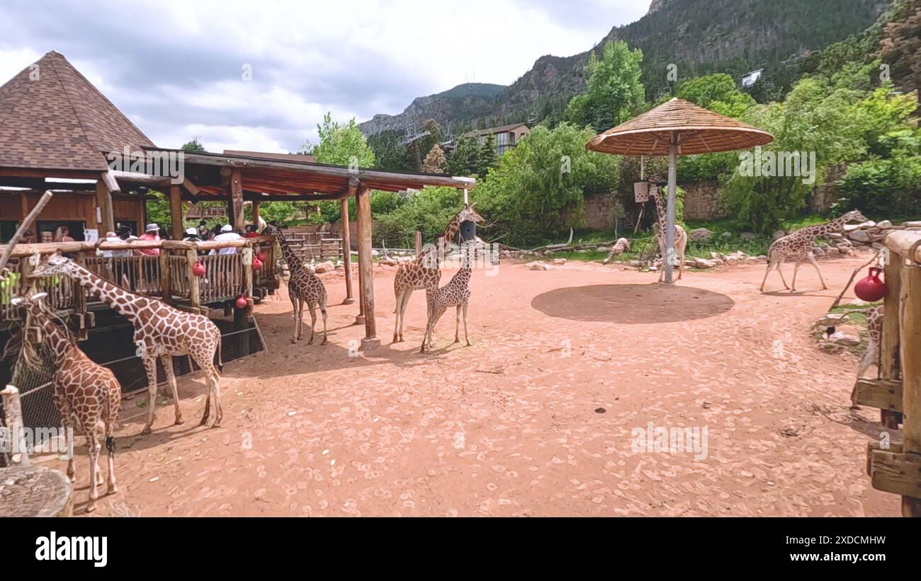 Interactive Zoo Experience in Colorado Springs, Colorado Featuring ...