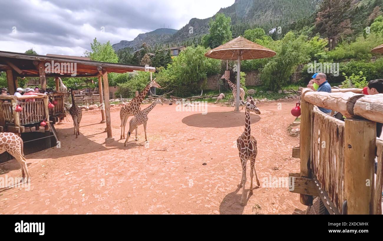 Interactive Zoo Experience in Colorado Springs, Colorado Featuring ...