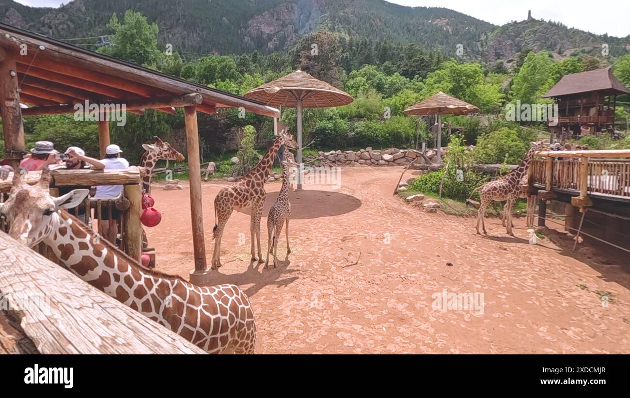 Interactive Zoo Experience in Colorado Springs, Colorado Featuring ...