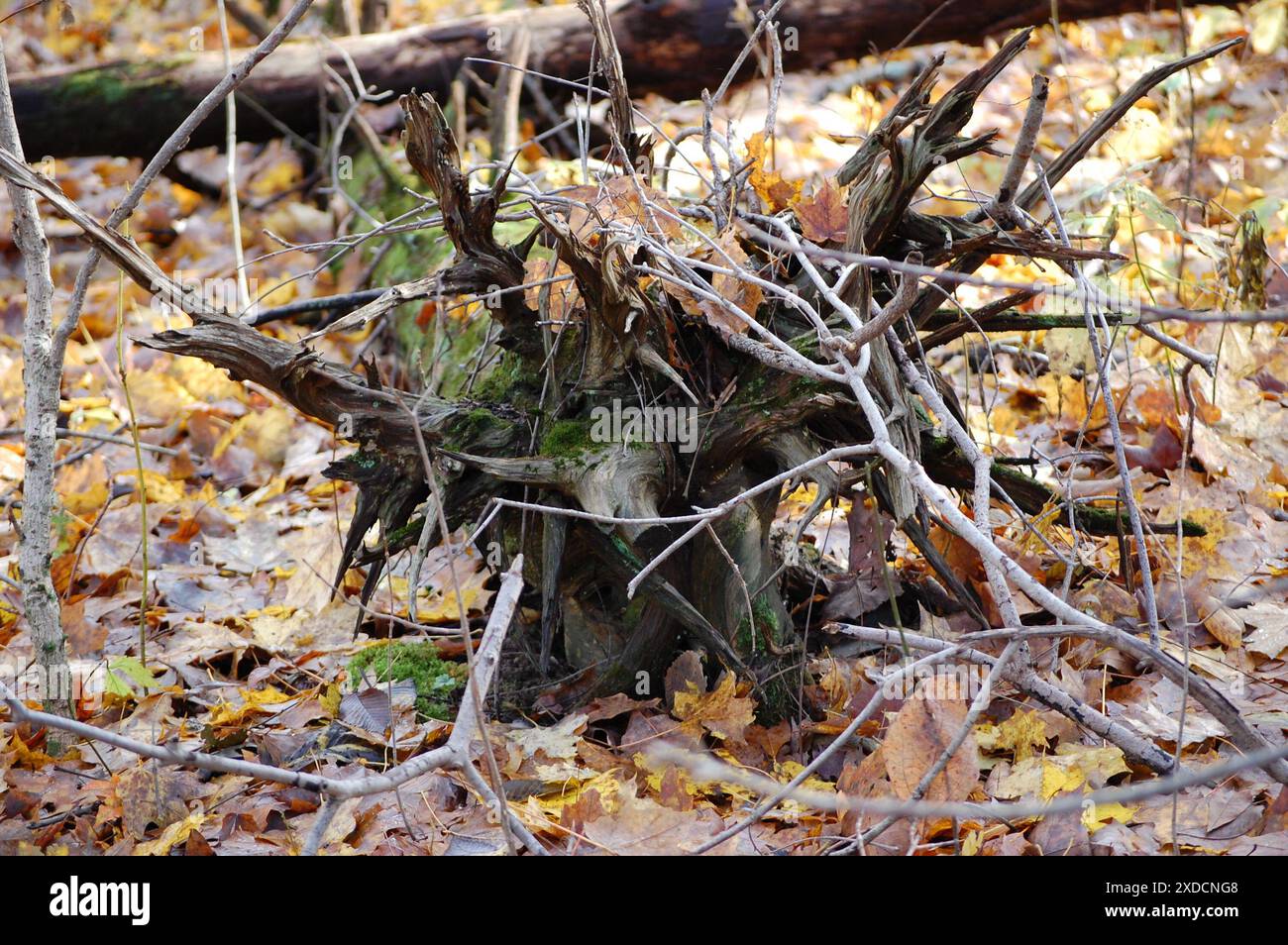 uprooted tree in state park Stock Photo - Alamy