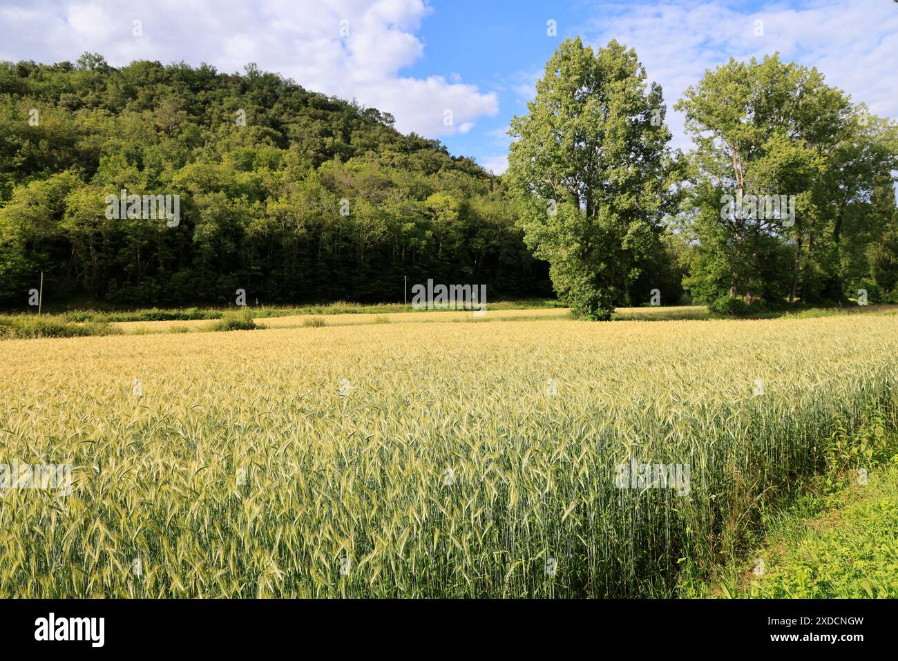 Barley field in Périgord in the southwest of France. Barley, cereal ...