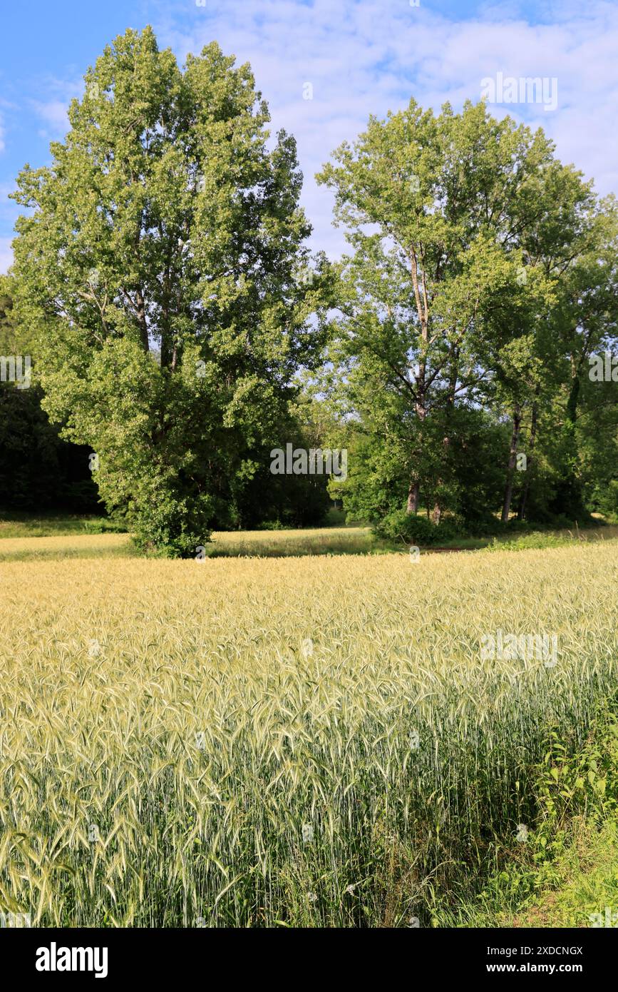 Barley field in Périgord in the southwest of France. Barley, cereal ...