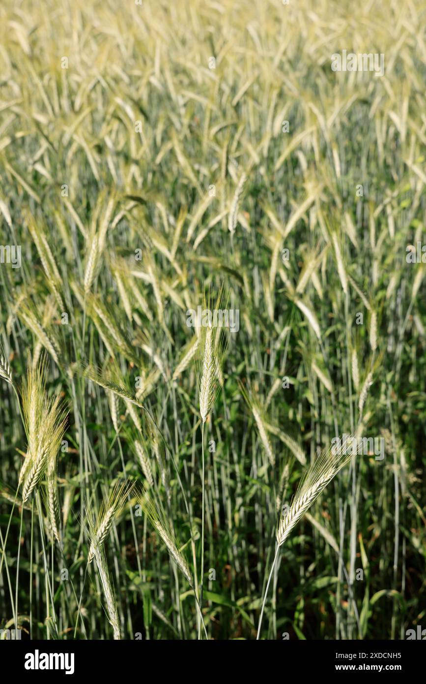 Barley field in Périgord in the southwest of France. Barley, cereal ...