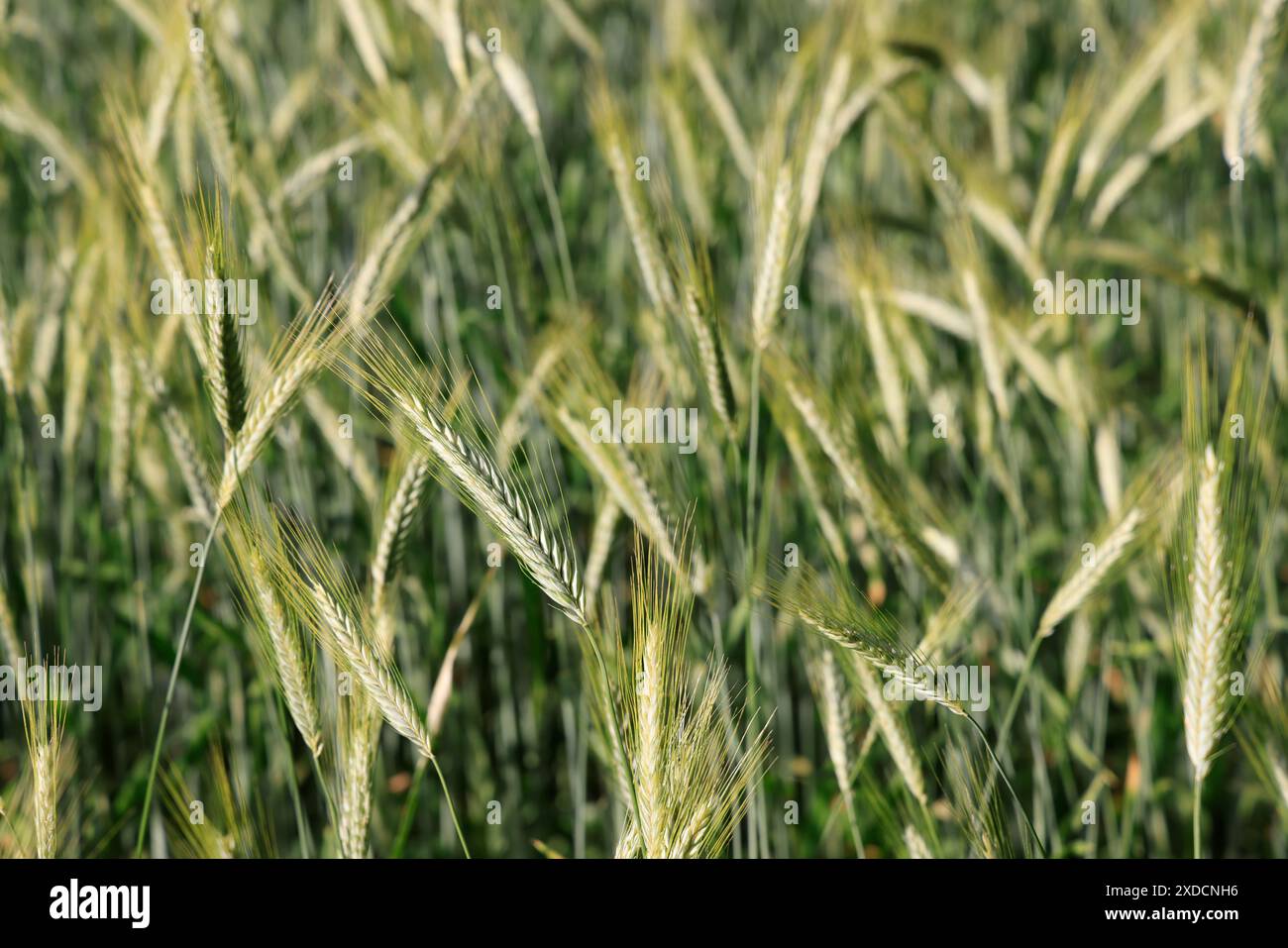 Barley field in Périgord in the southwest of France. Barley, cereal ...