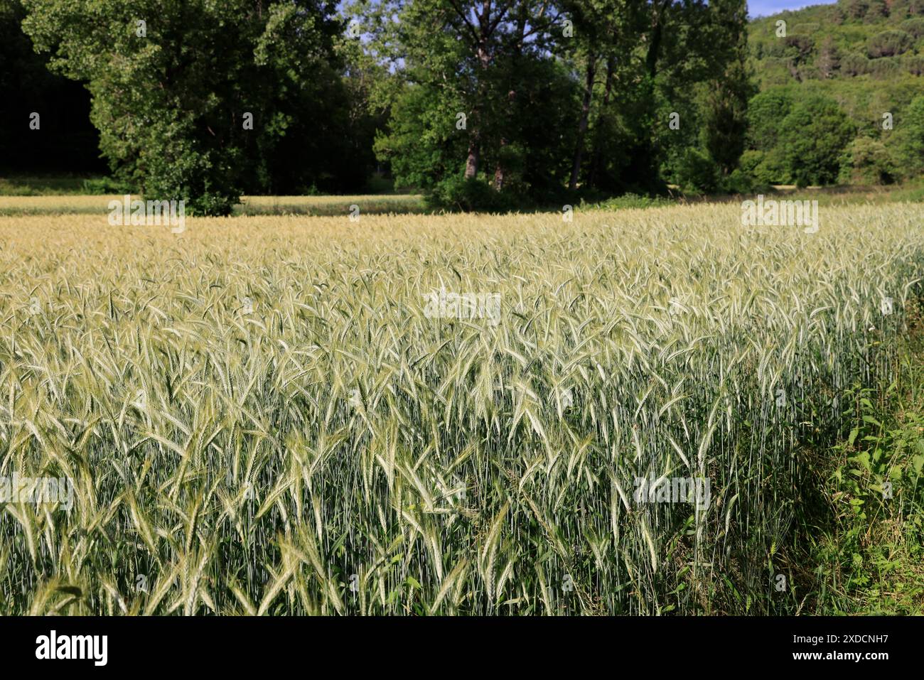Barley field in Périgord in the southwest of France. Barley, cereal ...