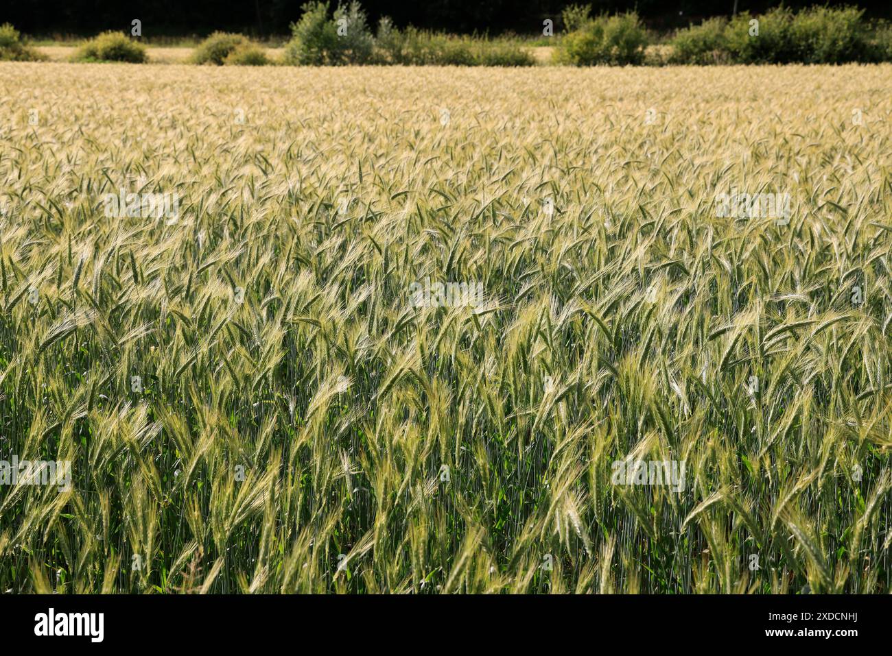 Barley field in Périgord in the southwest of France. Barley, cereal ...
