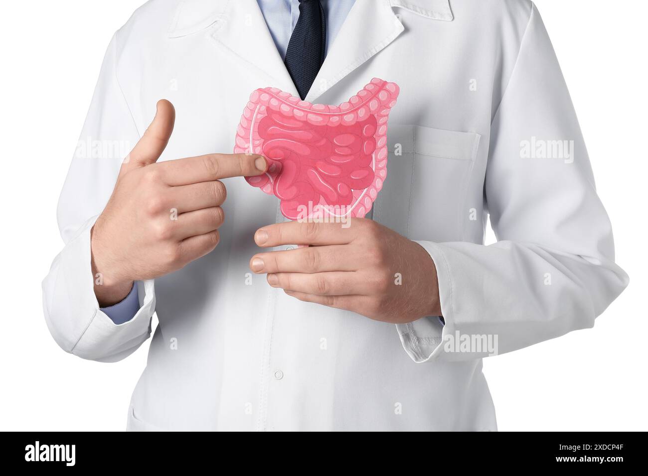 Doctor showing paper intestine cutout on white background, closeup ...