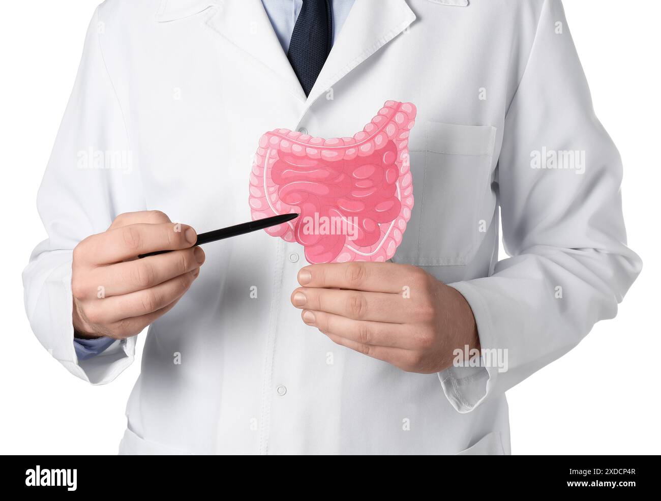 Doctor showing paper intestine cutout on white background, closeup ...