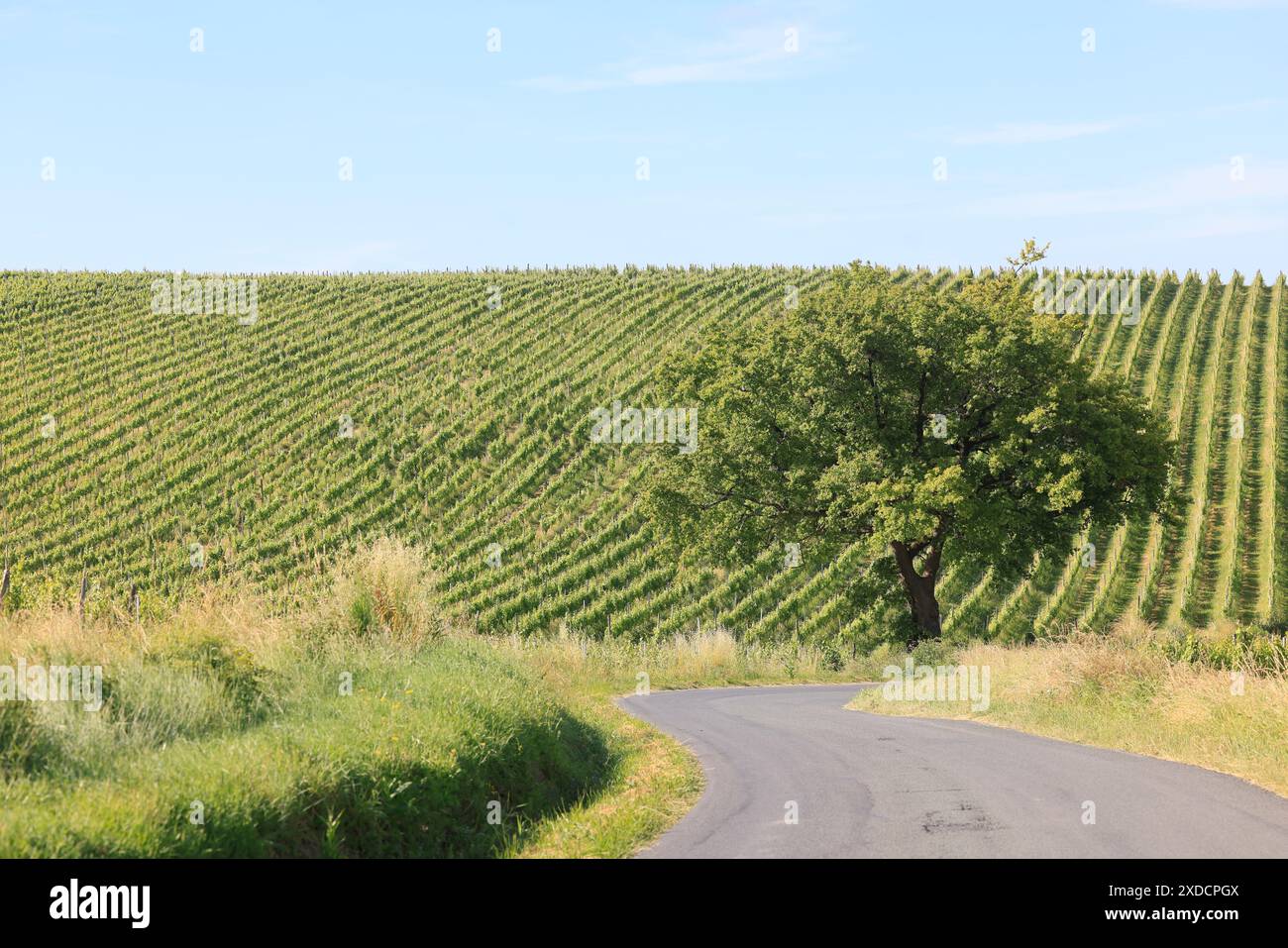 Cadillac cotes de bordeaux wine appellation hi-res stock photography ...