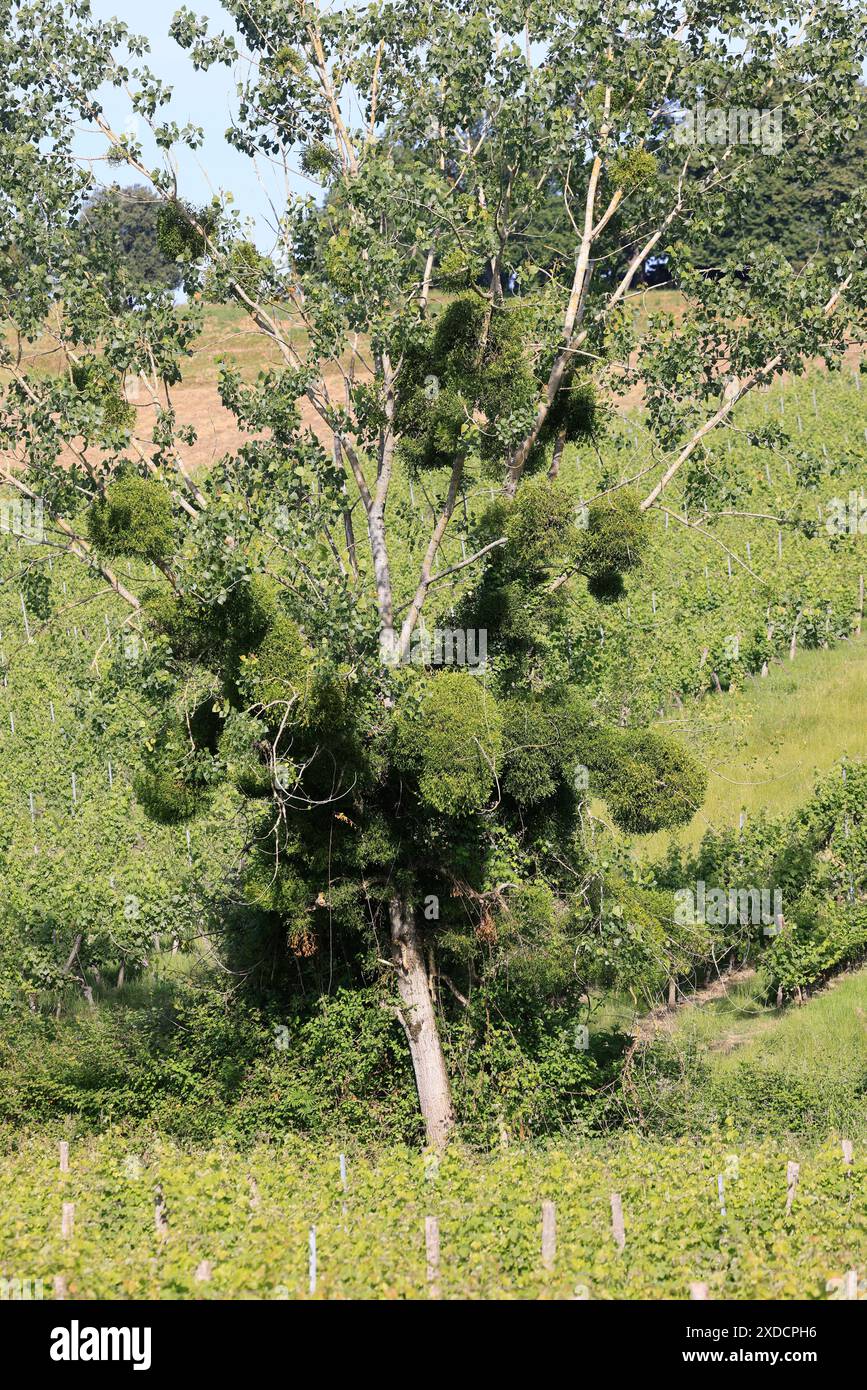 Sap absorbing hi-res stock photography and images - Alamy