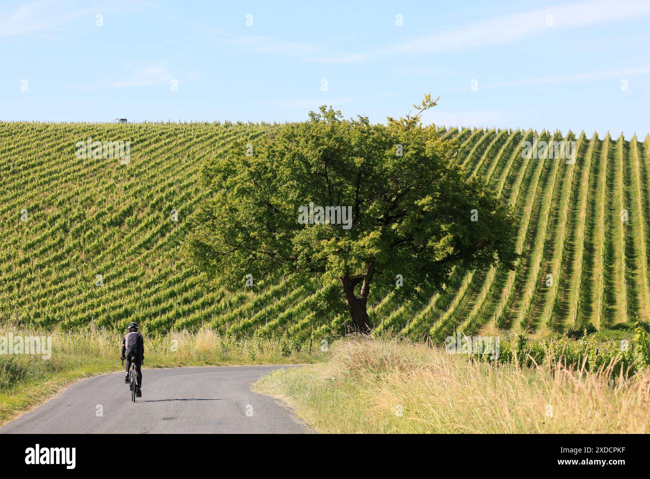 Cycling bordeaux vineyard hi-res stock photography and images - Alamy