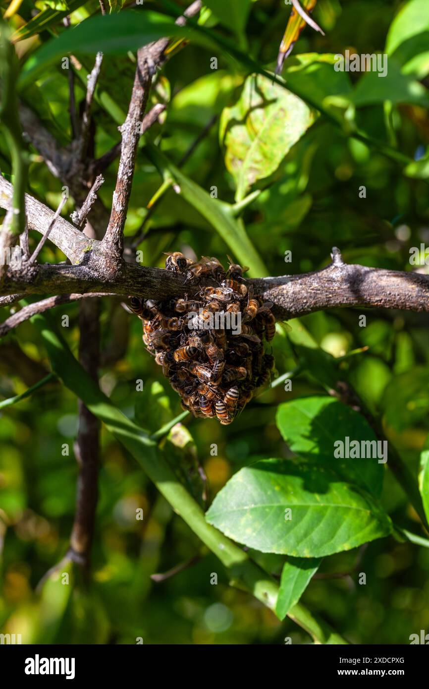 European honey bees Apis mellifera cluster in a swarm on the trunk of a ...