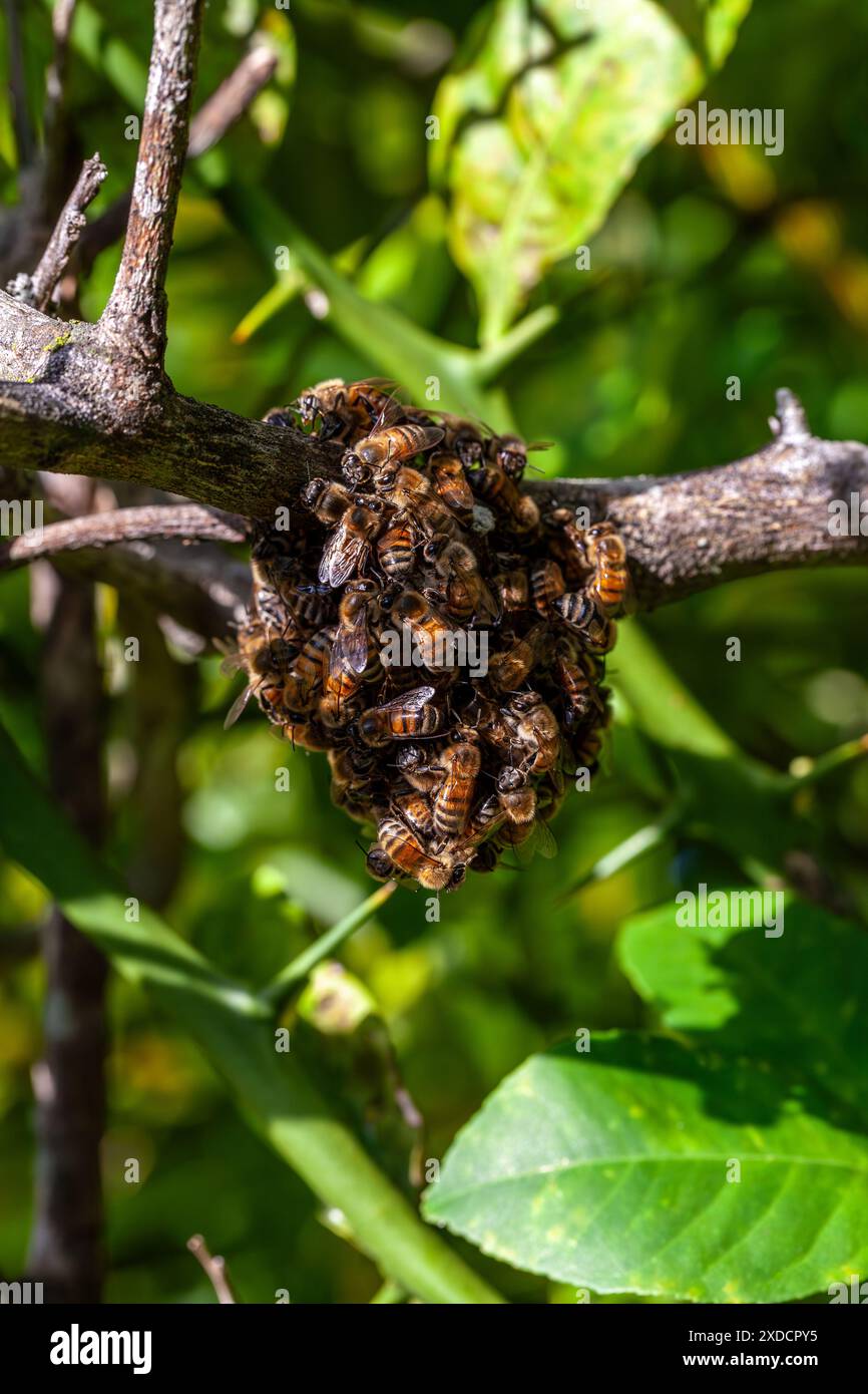European honey bees Apis mellifera cluster in a swarm on the trunk of a ...