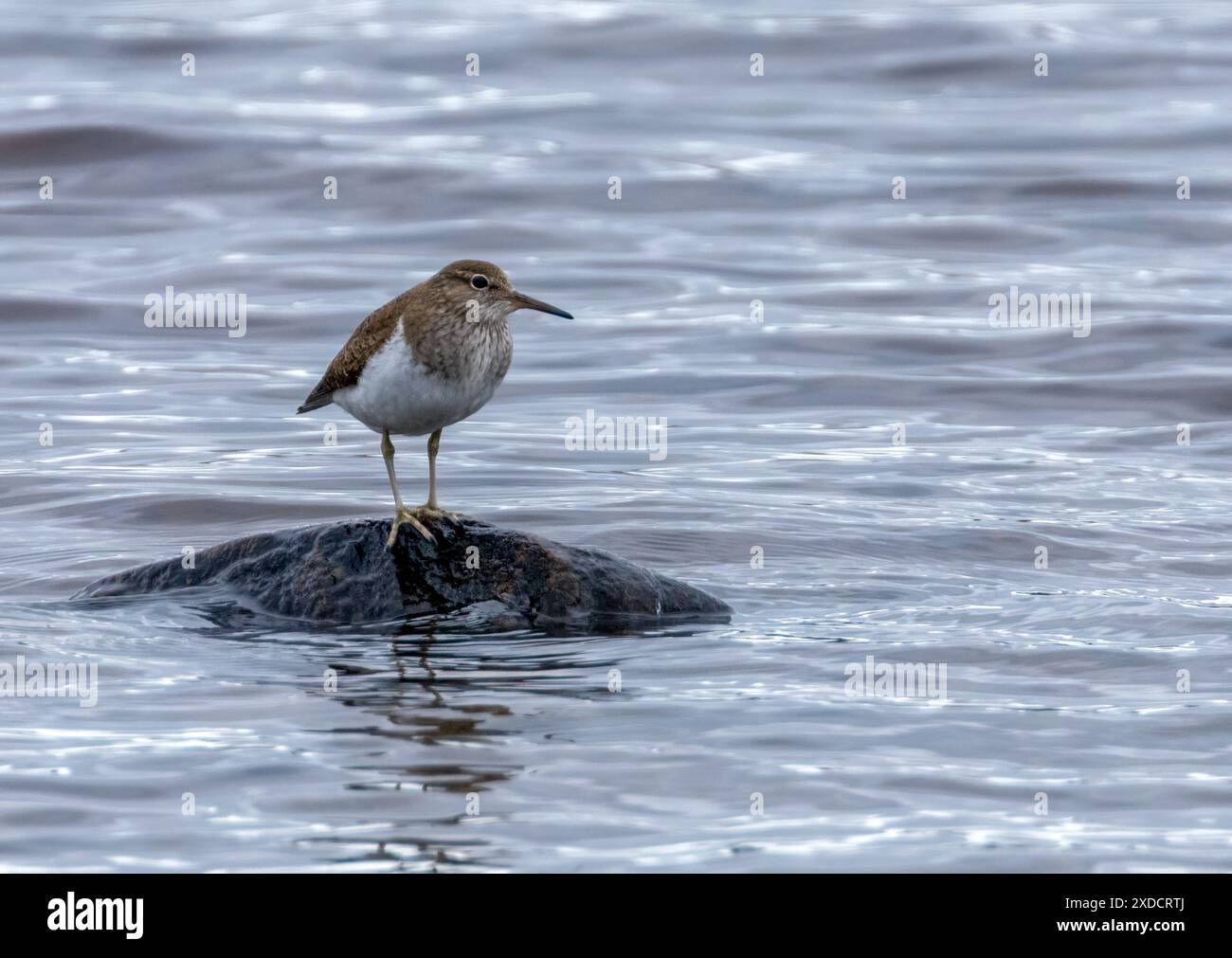 Common sandpiper wading bird standing on a rock in the water Stock ...