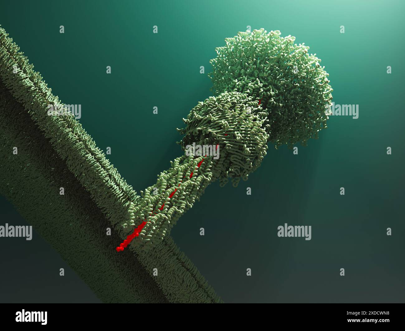 Illustration of the injectisome (centre) of a Salmonella sp. bacterium ...