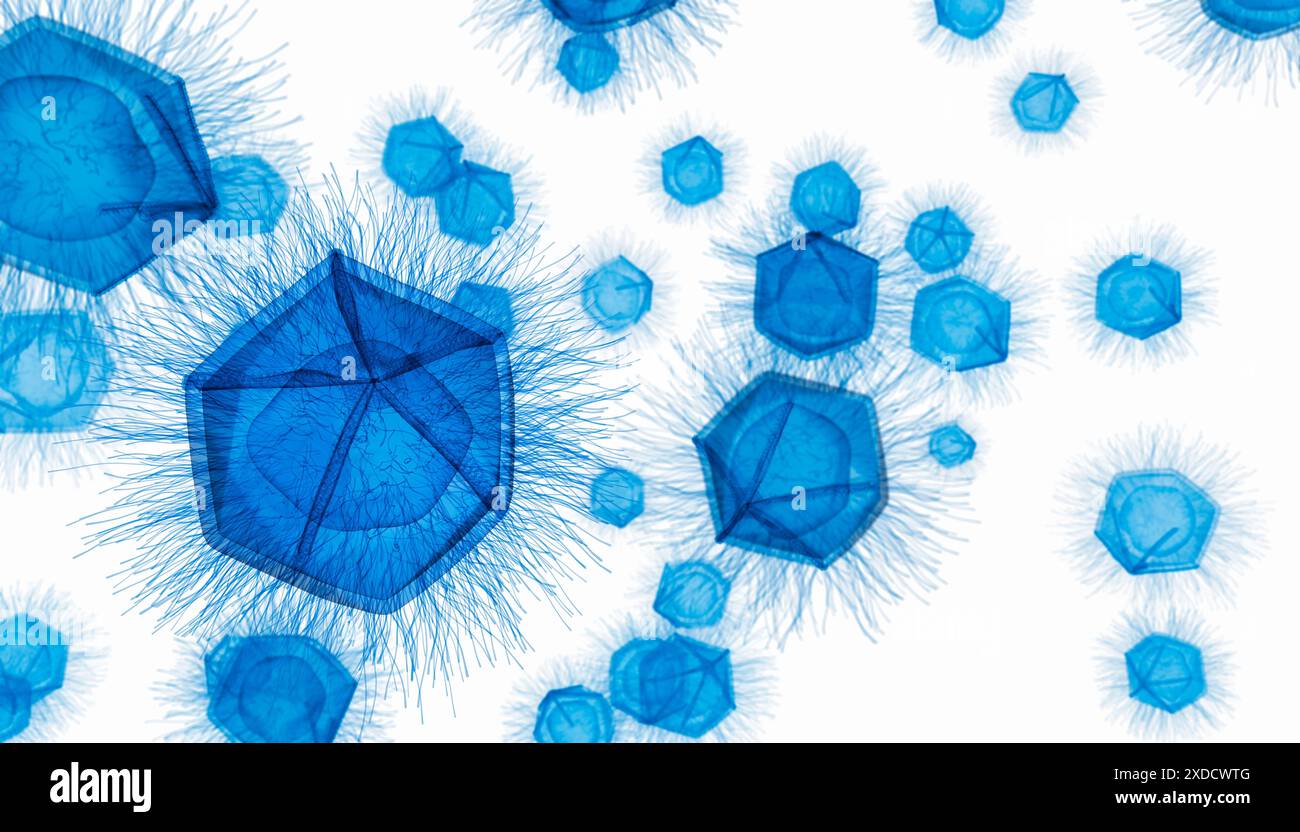 Illustrations of giant virus (phylum Nucleocytoviricota) particles ...