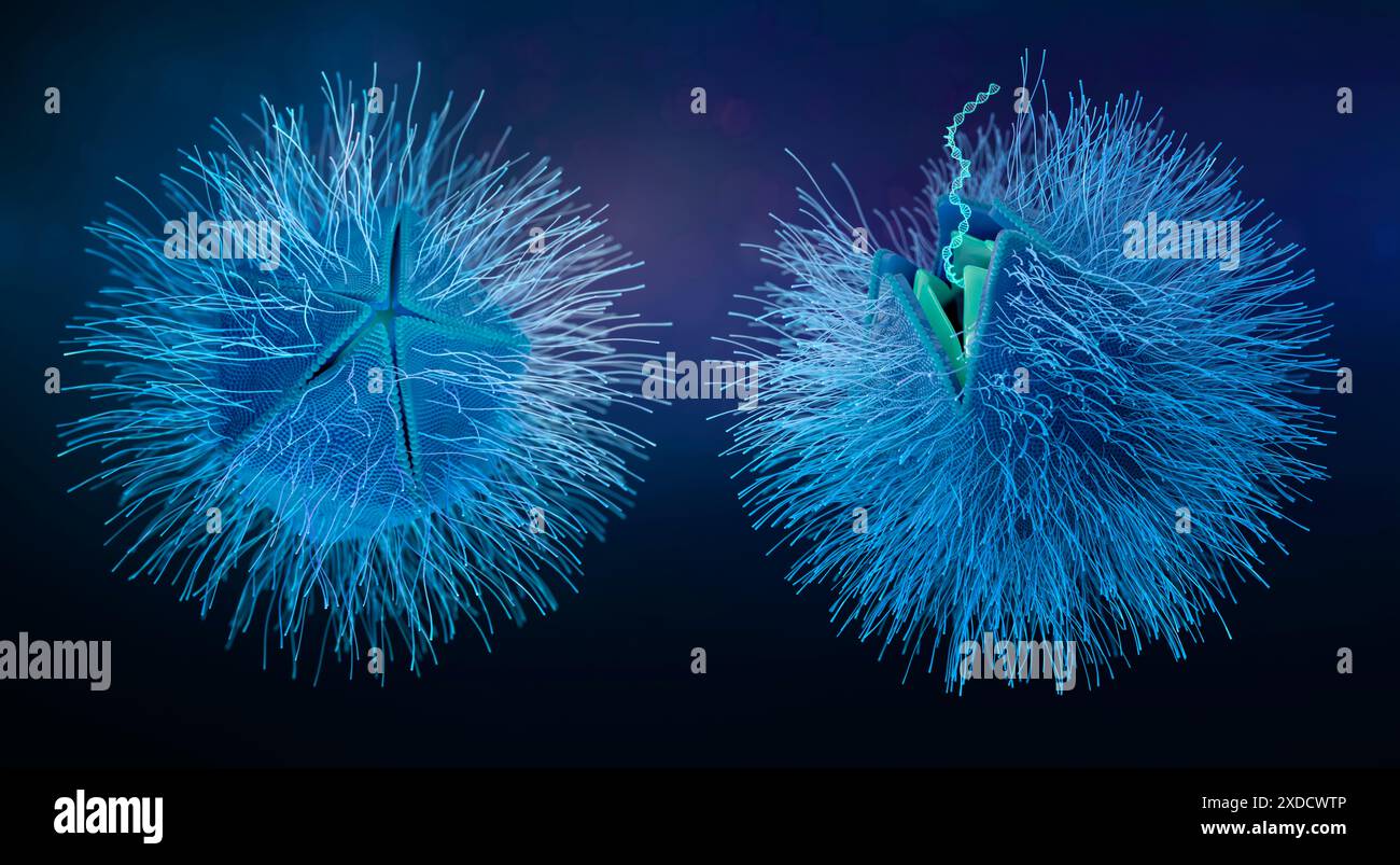 Illustration of giant virus (phylum Nucleocytoviricota) particles ...