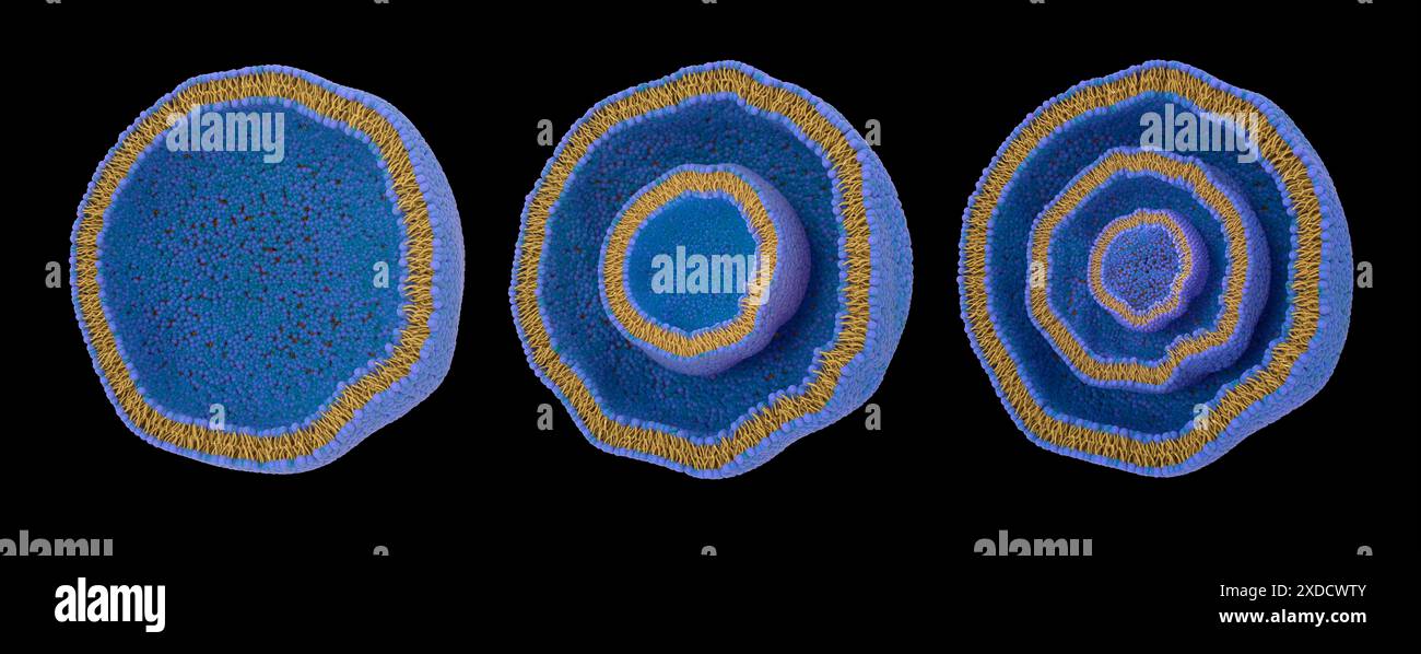 Illustration of cross-sections of different types of liposome ...