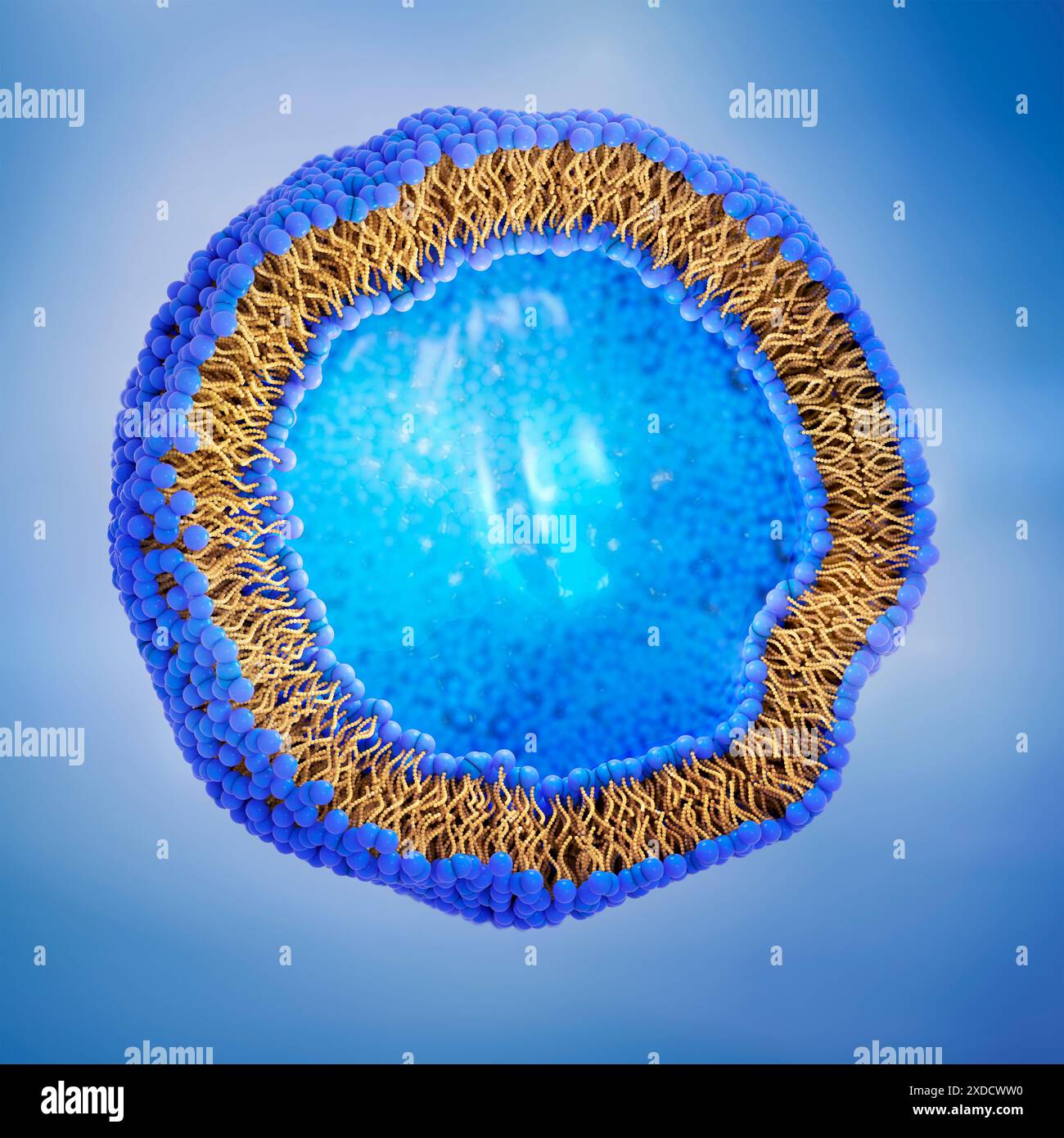 Illustration of a liposome cross-section. Liposomes are artificial ...