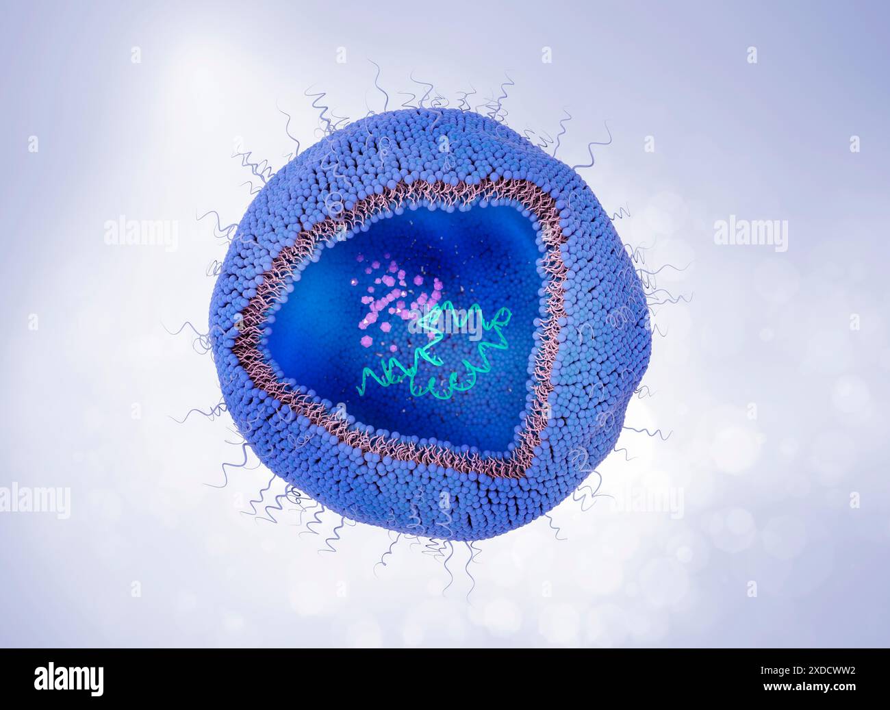 Illustration of a cross-section of a liposome containing RNA. Liposomes ...