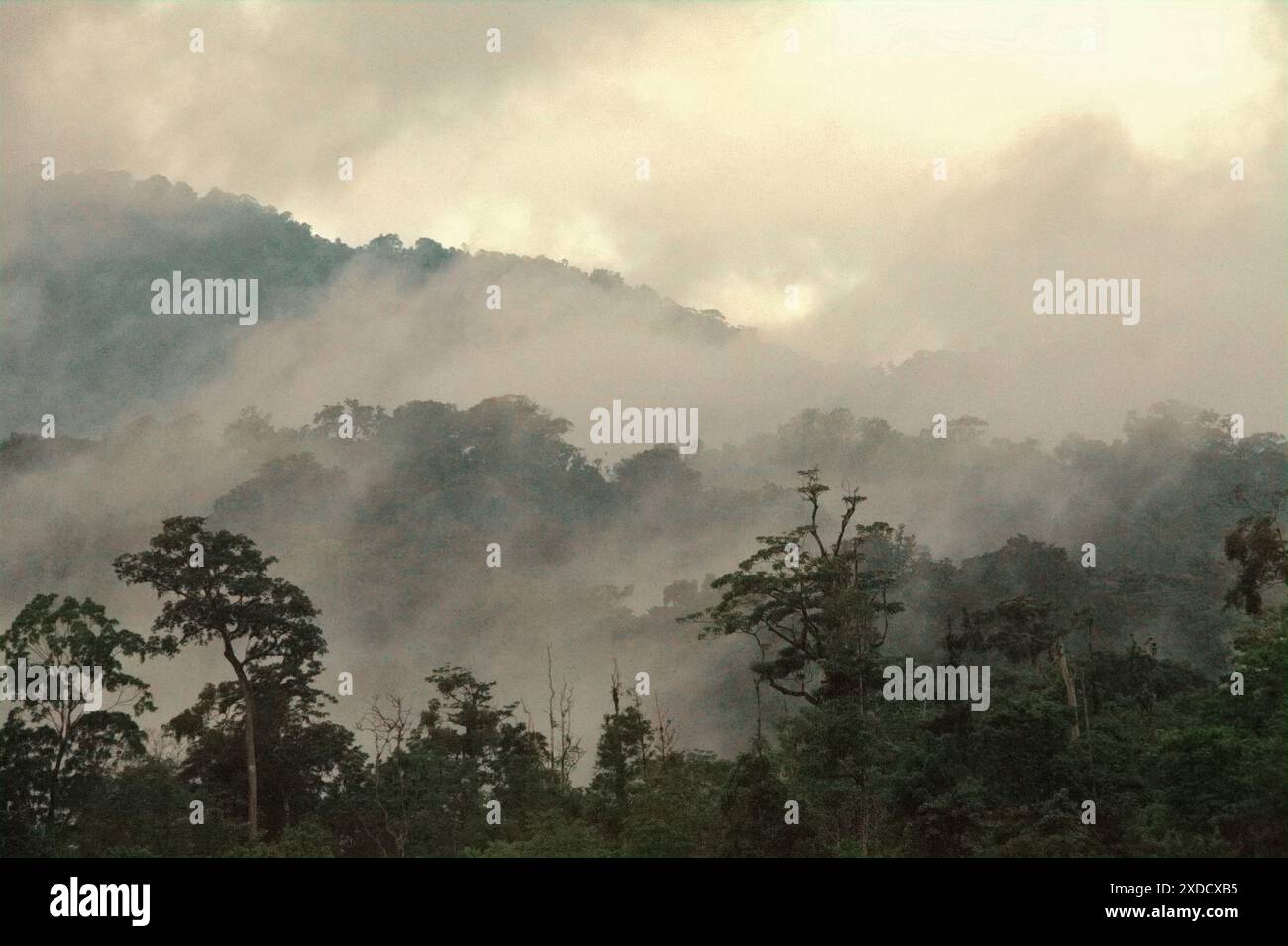 Landscape of a rainforest area at the foot of Mount Tangkoko and ...