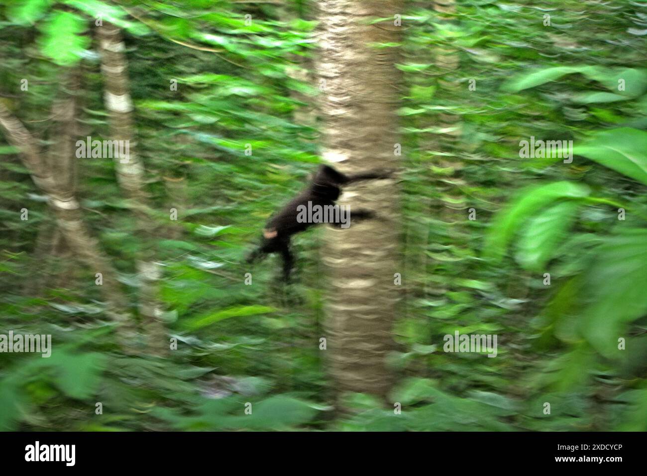 A Sulawesi black-crested macaque (Macaca nigra) juvenile leaps during ...