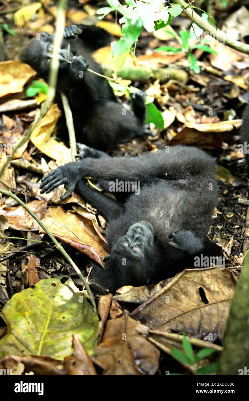 Primate climatic stress hi-res stock photography and images - Alamy