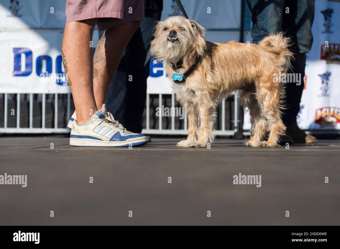 Mochi walks across the stage at the World's Ugliest Dog competition in ...