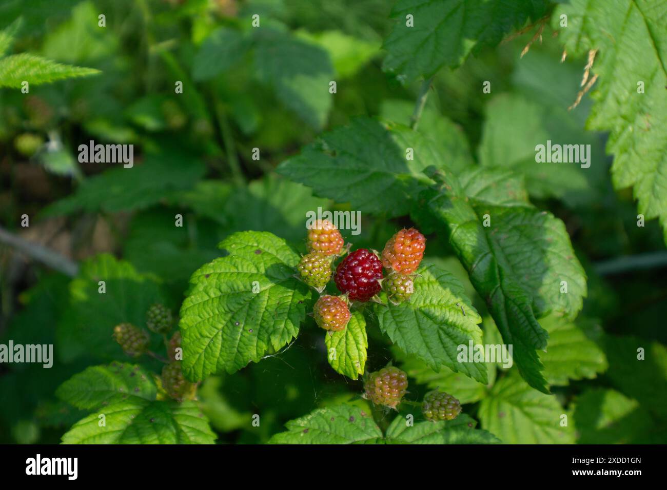 American red raspberry rubus idaeus hi-res stock photography and images ...