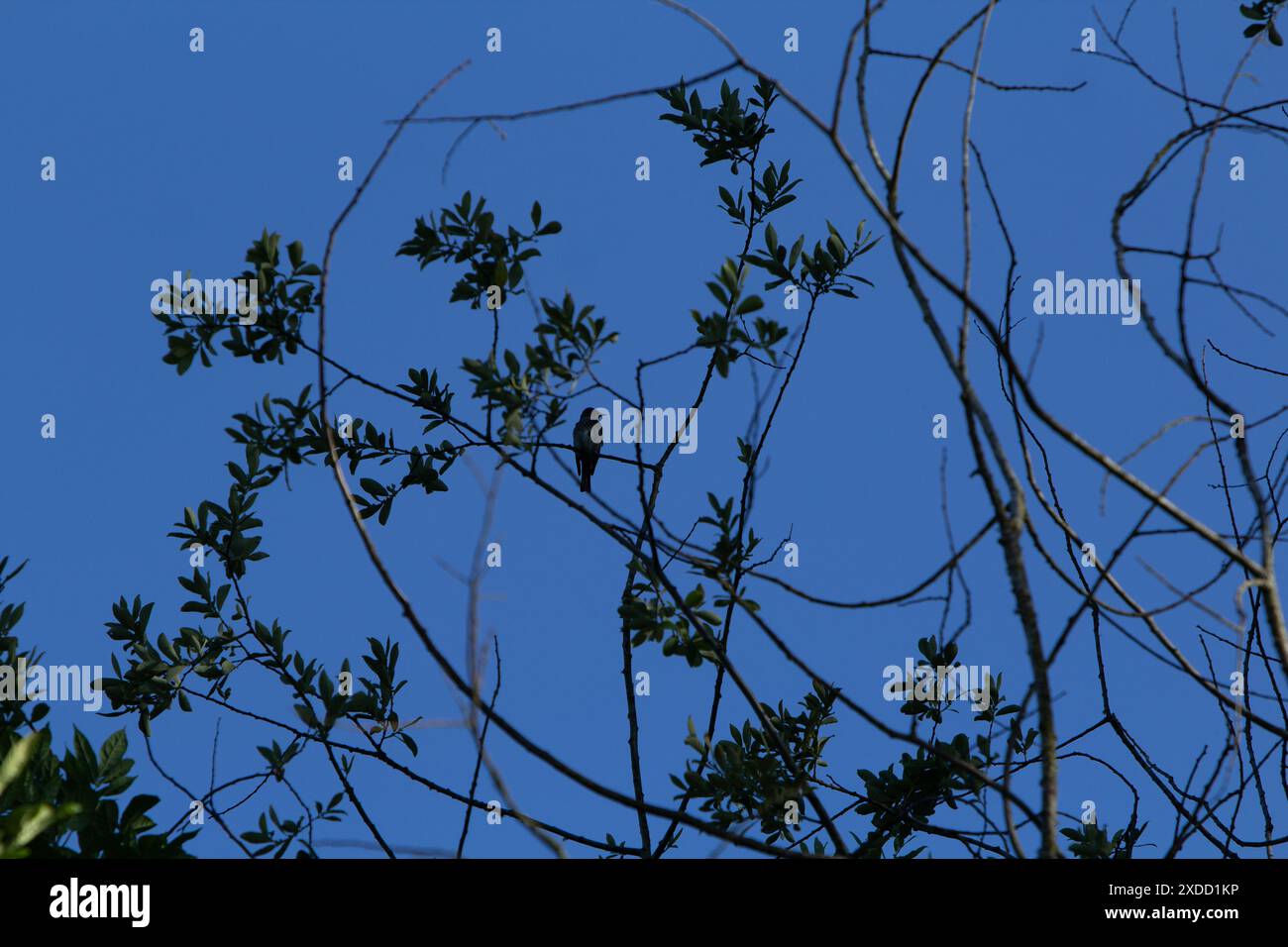 Bird in a Tree Stock Photo - Alamy