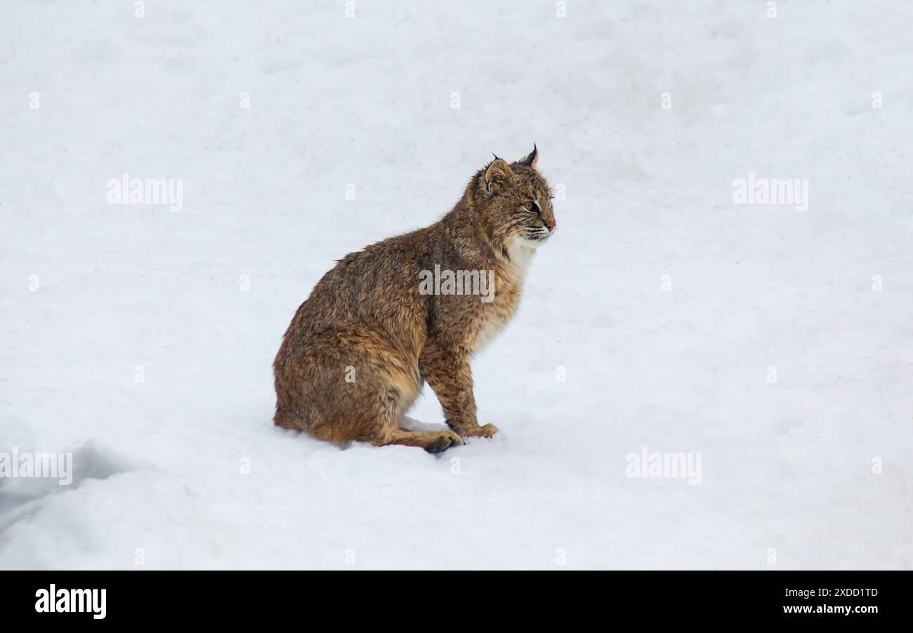 Bobcat mountains hi-res stock photography and images - Alamy