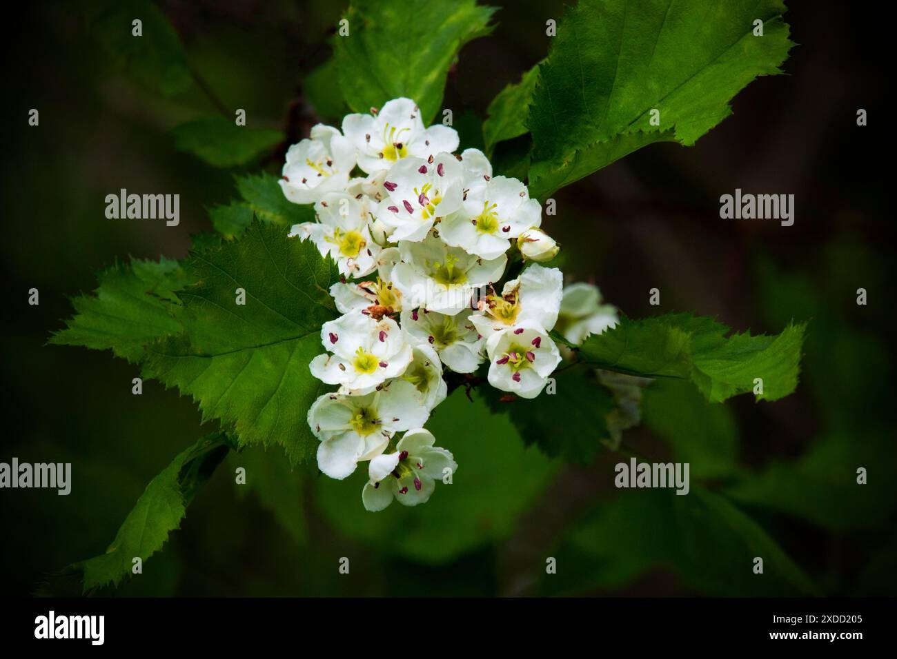 Pennsylvania hawthorn hi-res stock photography and images - Alamy