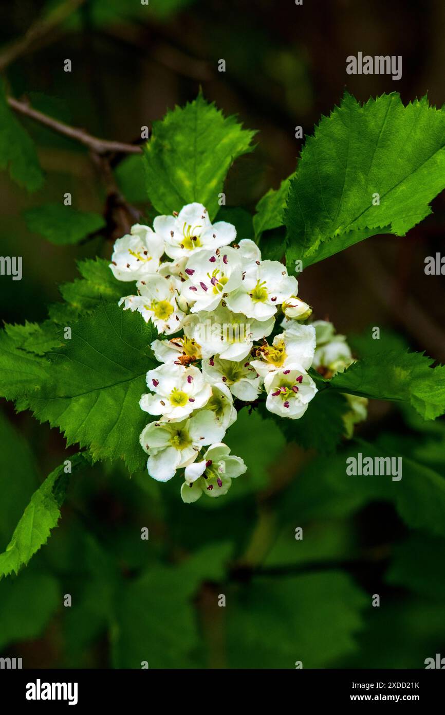 Pennsylvania hawthorn hi-res stock photography and images - Alamy